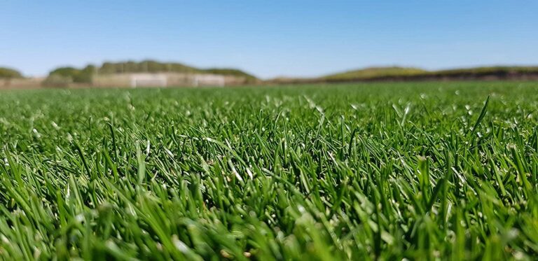 Conoce las diferencias entre la grama y el césped - Semillas Dalmau